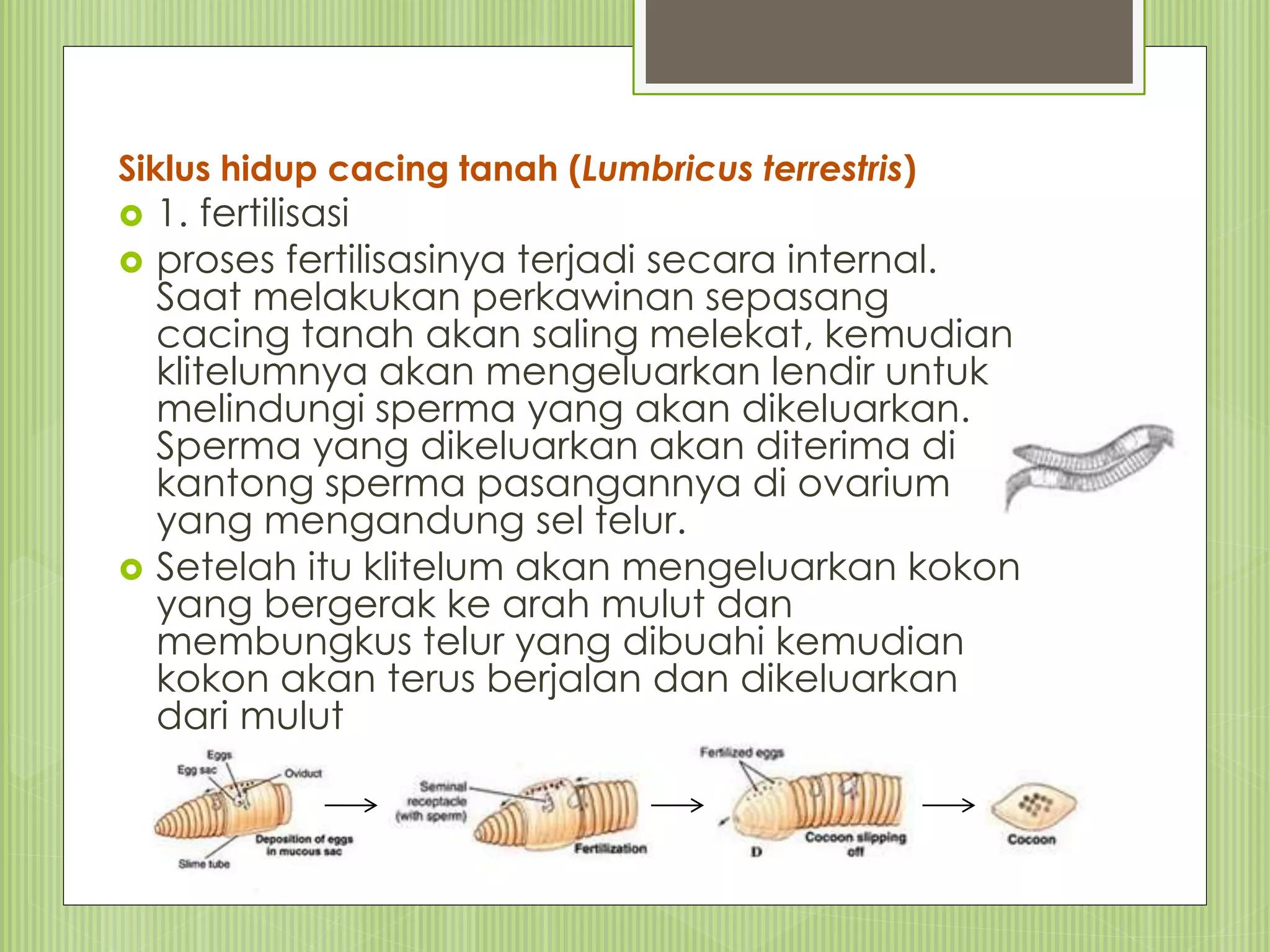 Biologi annelida | PPTX