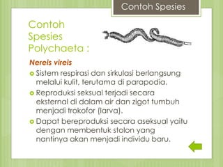 Biologi annelida | PPTX