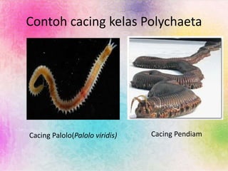 Biologi - Annelida | PPTX