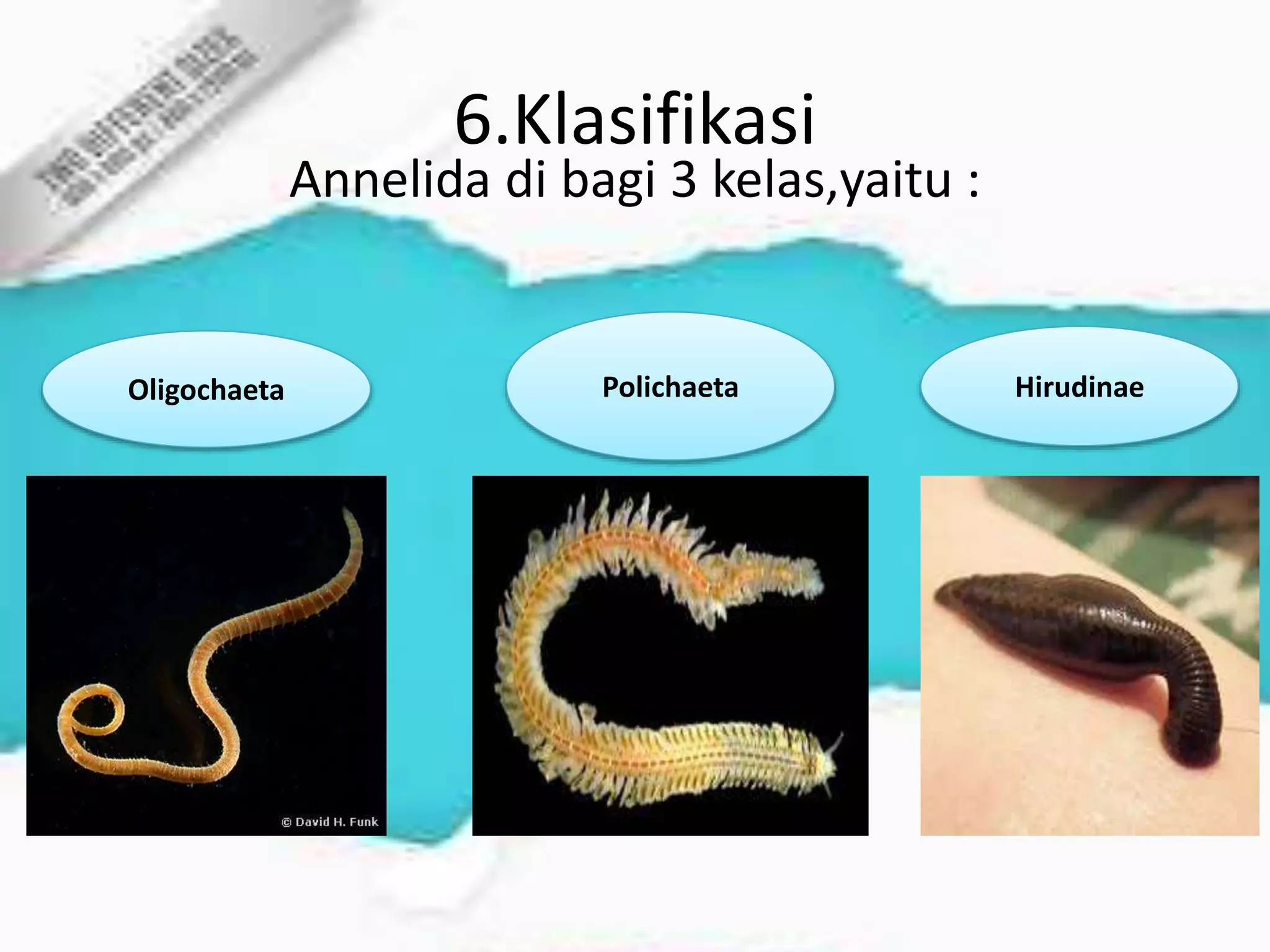 Class annelida (Smk Duta Pratama Indonesia) | PPT