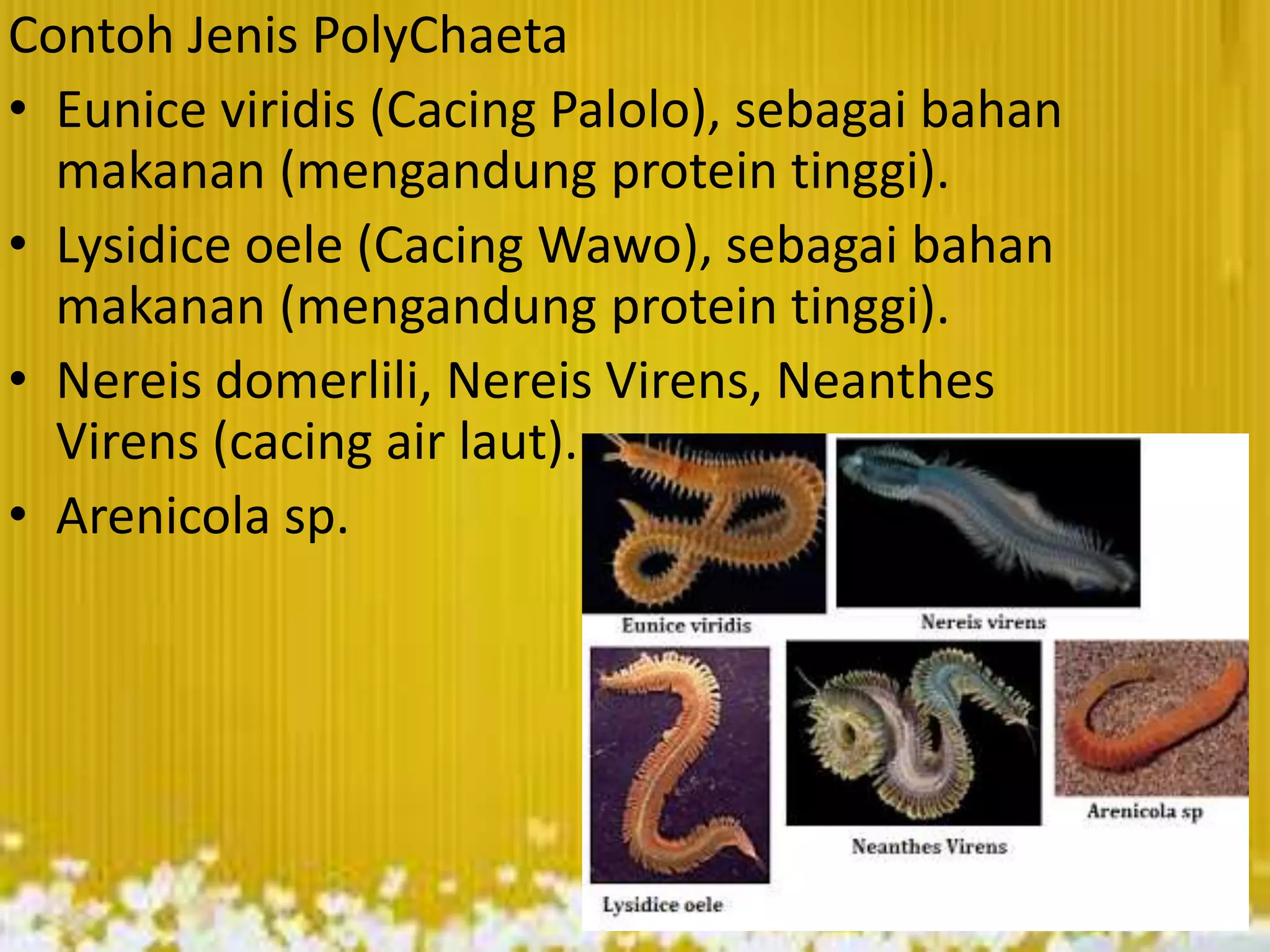 Class annelida (Smk Duta Pratama Indonesia) | PPT