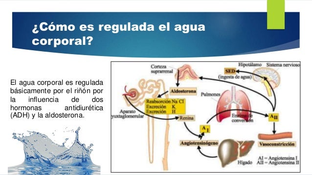 Líquidos Y Electrolitos Corporales