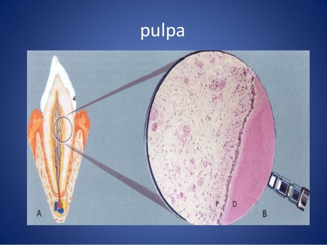 Biologia pulpar,histologia pulpar normal