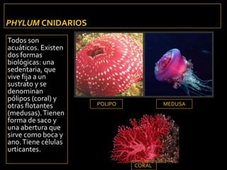 Biologia reino animal | PPTX