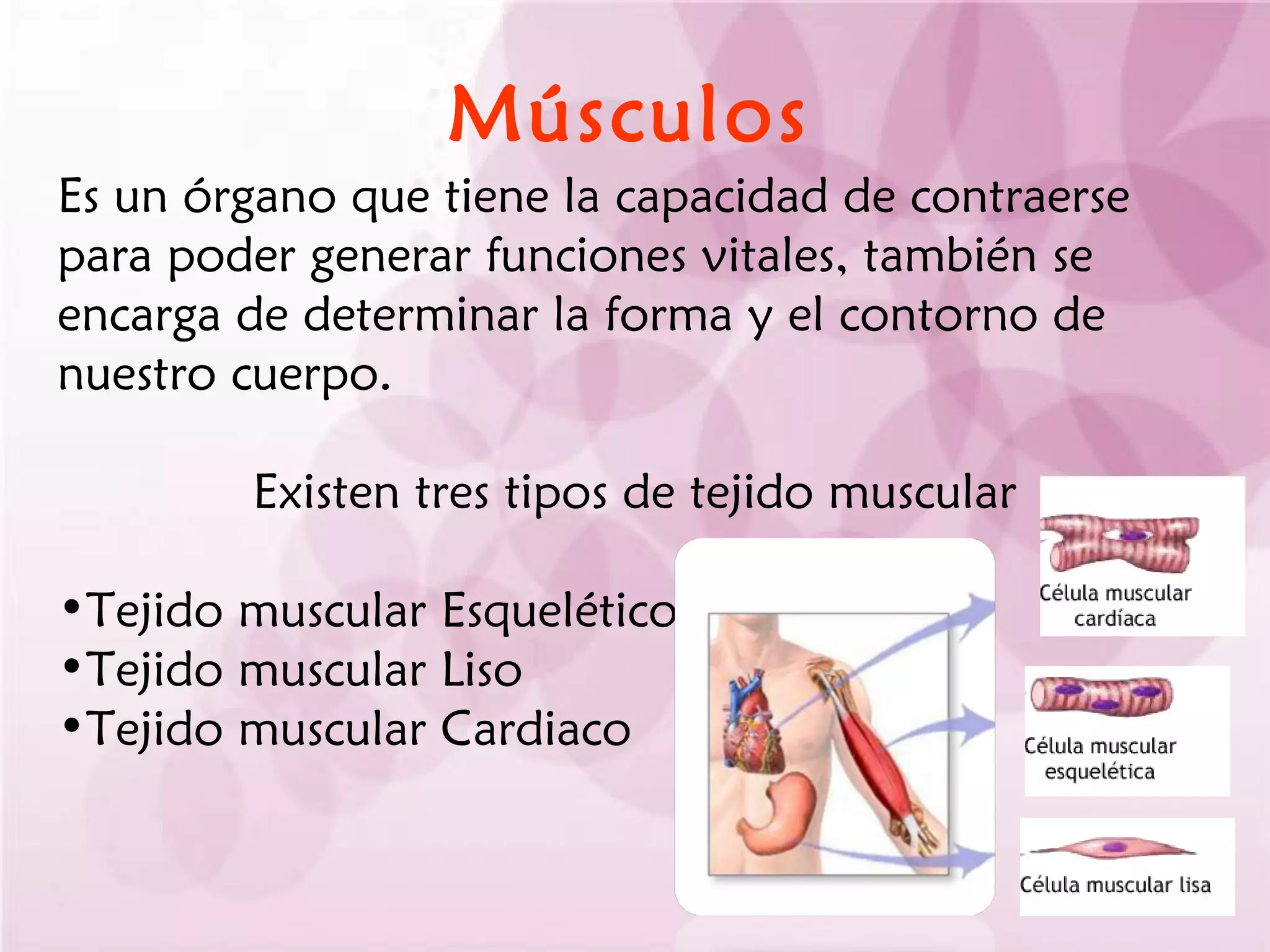 Sistema Muscular y Tendones | PPT