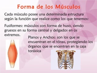 Sistema Muscular y Tendones | PPT
