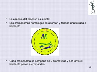 Biologia sistema reproductor blog | PPT