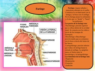 Sistema respiratorio, circulatorio y digestivo | PPTX