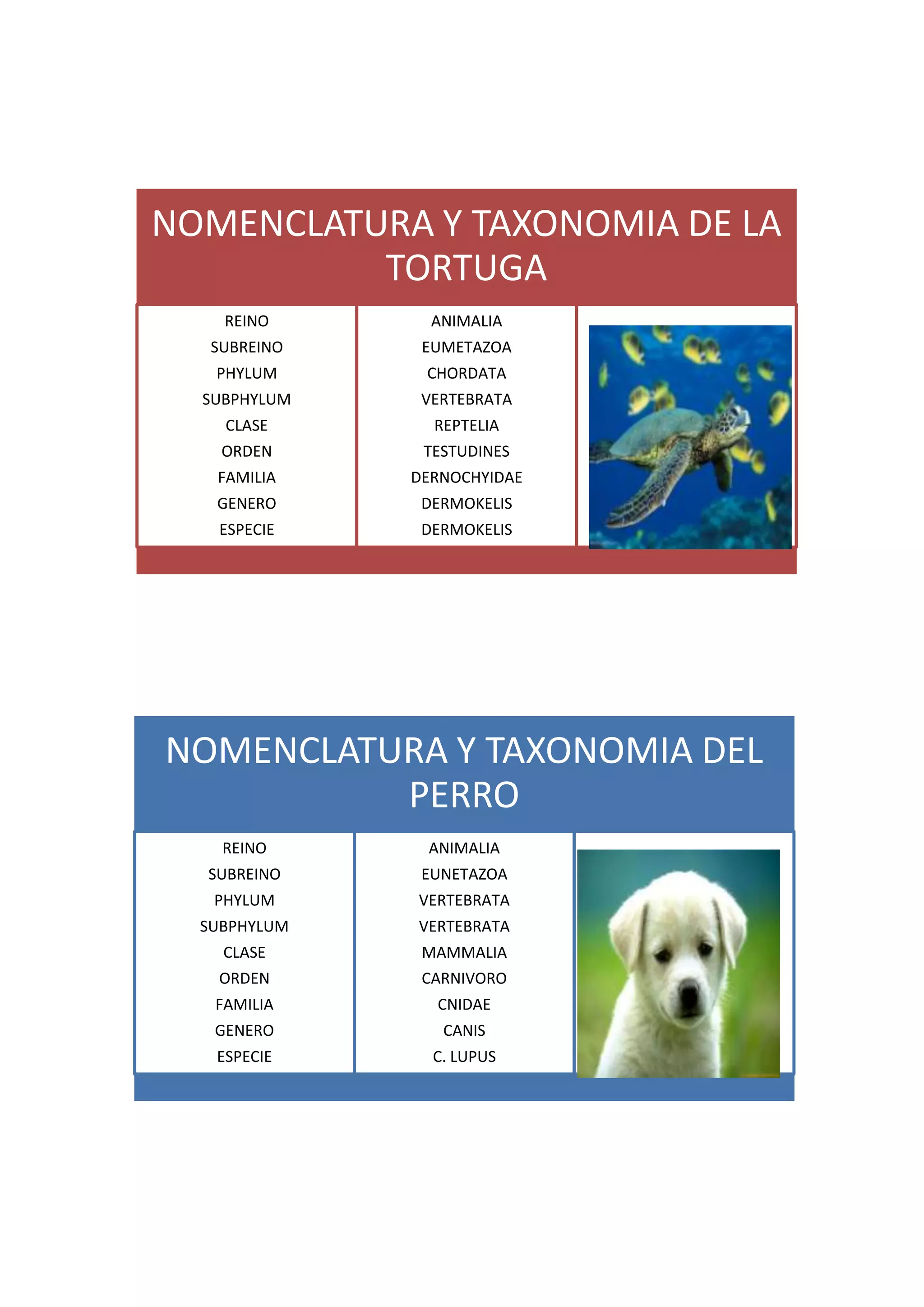 Biologia taxonomia | DOCX | Biological Sciences | Science