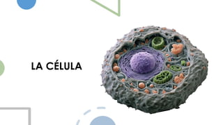 BIOLOGIA TEORIA CELULAR Y TIPOS DE CELULAS | PPTX