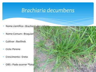 Biologia vegetal | PPTX