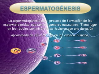 GAMETOGÉNESIS | PPTX