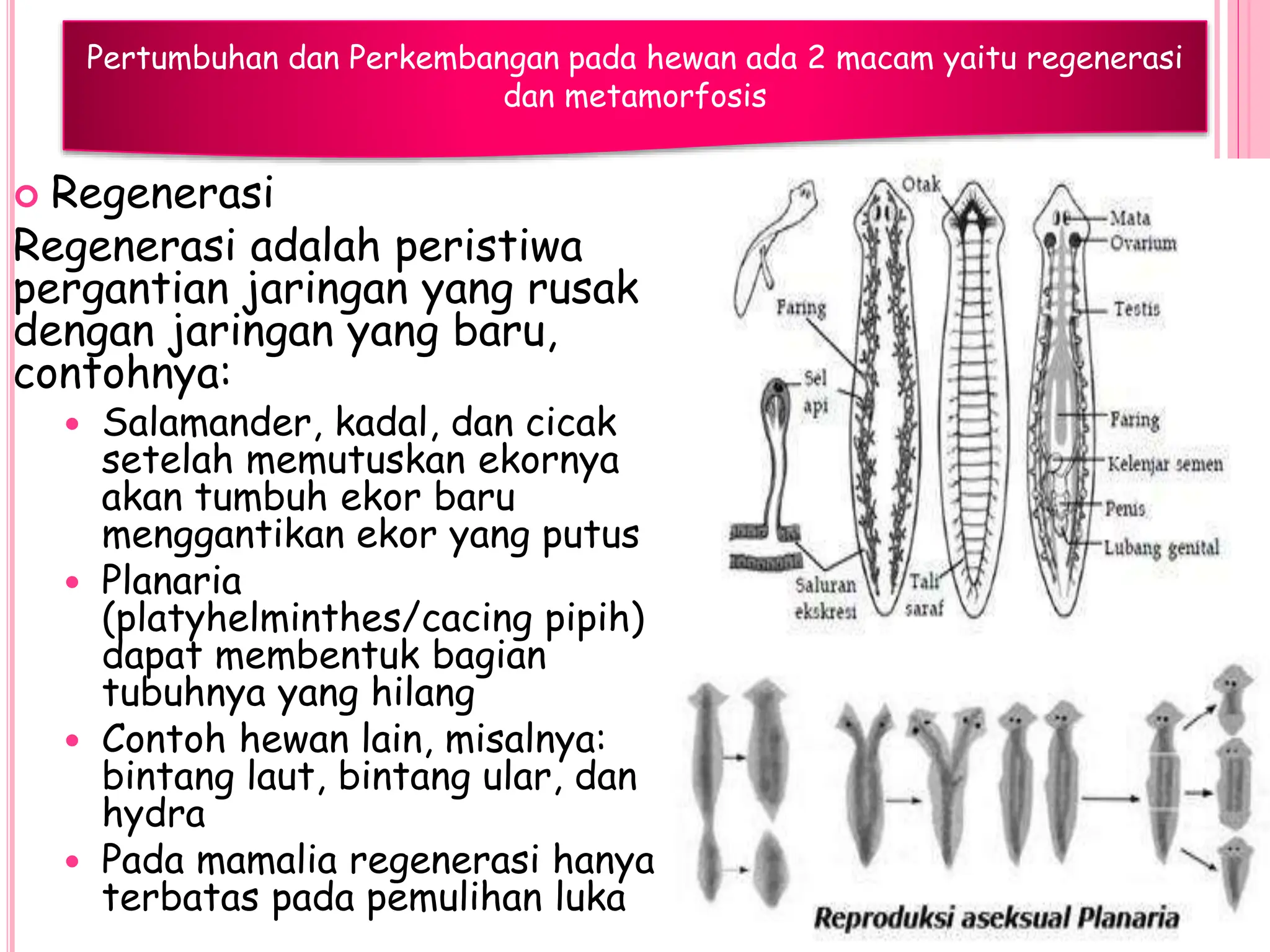 Biologi Bab 1 (Pertumbuhan dan Perkembangan).pptx