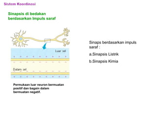 sistem saraf manusia | PPT