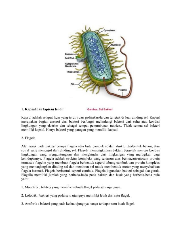 Biologi bakteri | PDF