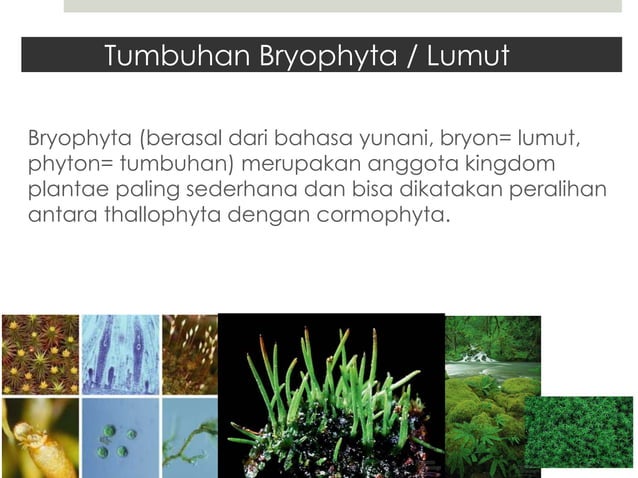 Bryopsida (BIOLOGI KLS 10) | PPT