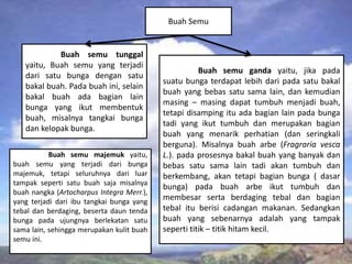 Materi Biologi Buah dan Biji | PPTX