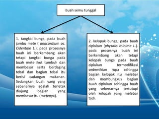 Materi Biologi Buah dan Biji | PPTX