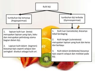 Materi Biologi Buah dan Biji | PPTX