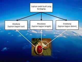 Materi Biologi Buah dan Biji | PPTX