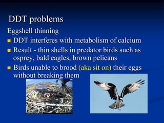 Biological amplification | PPT