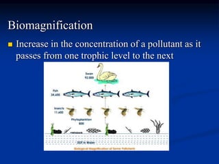 Biological amplification | PPT