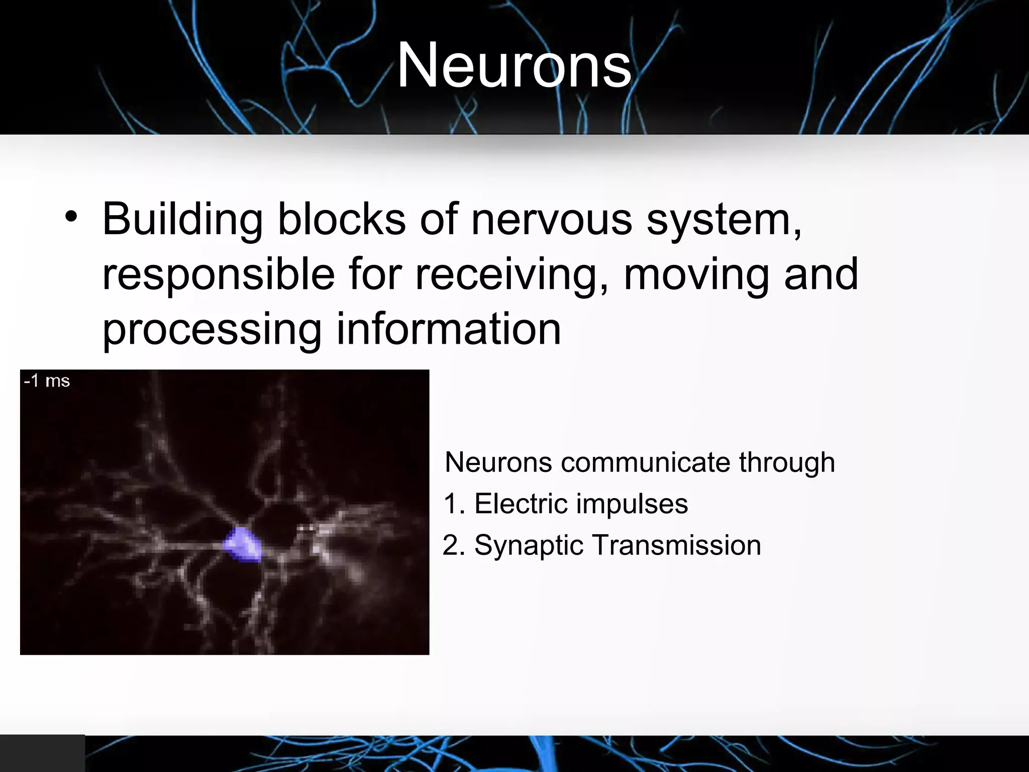 Biological basis of psychology | PPT | Brain and Nervous System ...
