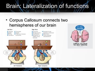 Biological basis of psychology | PPT