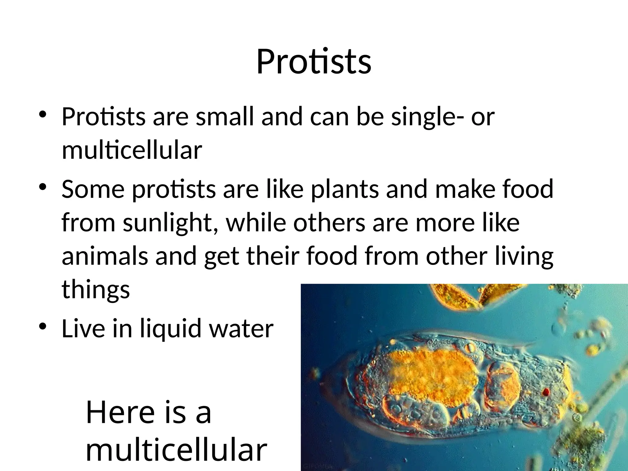 Biological-Classification.pptx powerpoint on | PPTX