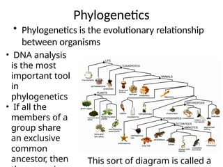 Biological-Classification.pptx powerpoint on | PPTX