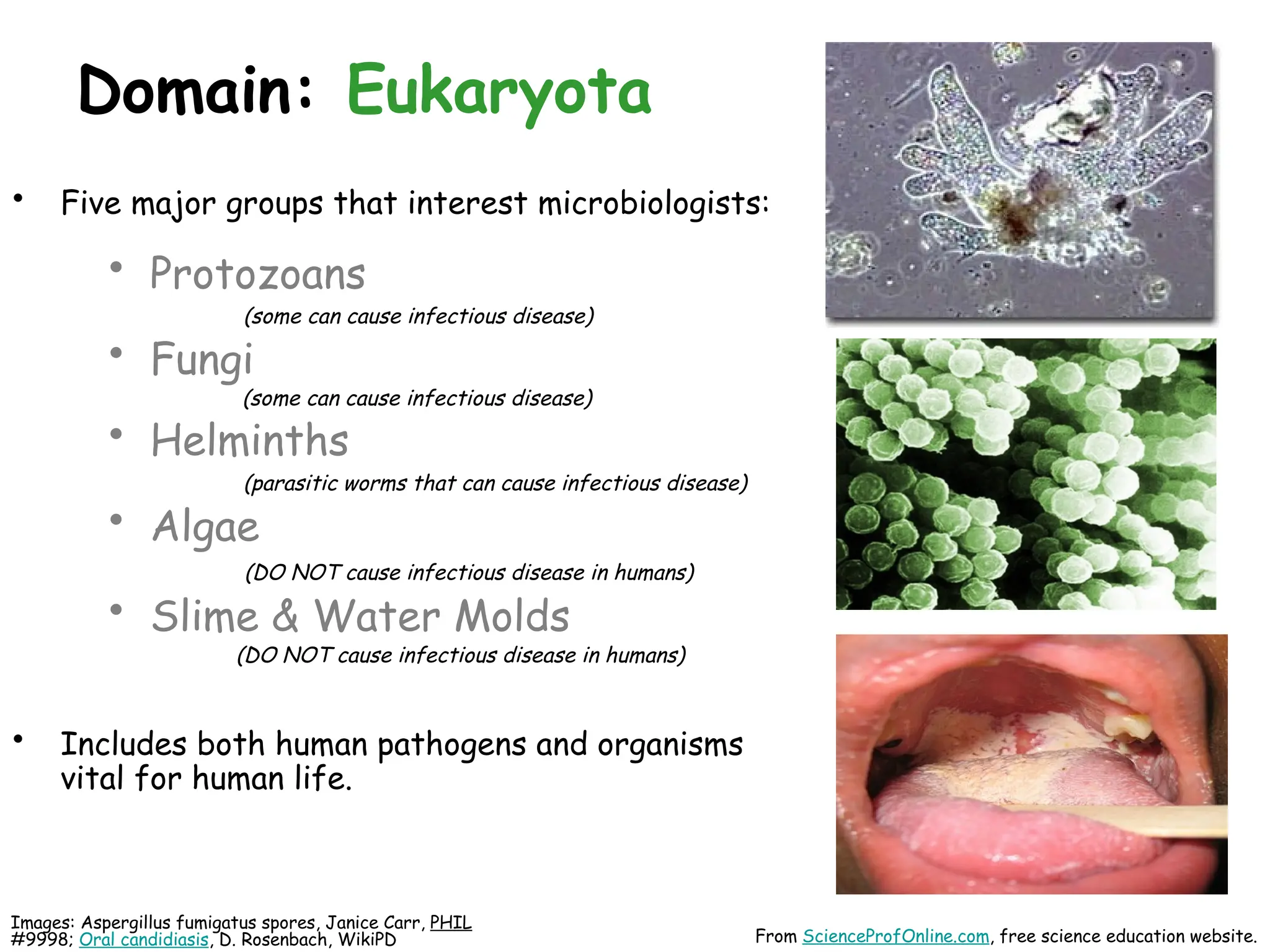 Biological.................-Classification-Scientific-Taxonomy-Lecture ...