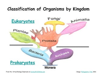Biological.................-Classification-Scientific-Taxonomy-Lecture ...