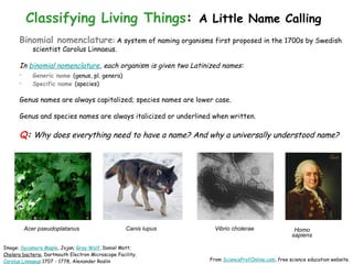 Biological.................-Classification-Scientific-Taxonomy-Lecture ...