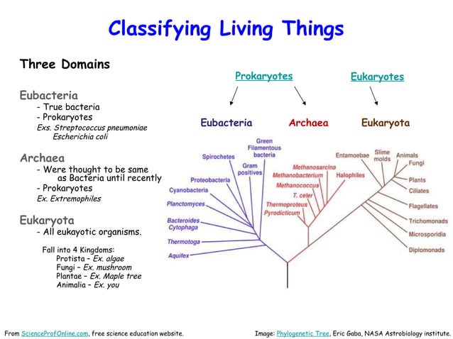Biological.................-Classification-Scientific-Taxonomy-Lecture-PowerPoint-VMCct.pptx