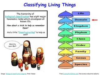 Biological.................-Classification-Scientific-Taxonomy-Lecture ...