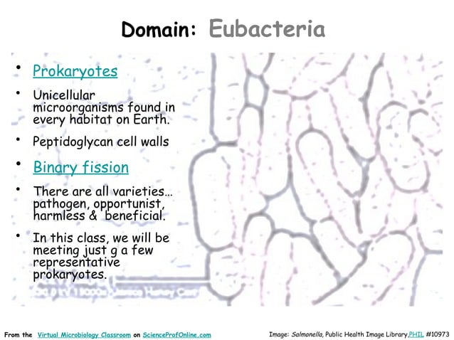 Biological.................-Classification-Scientific-Taxonomy-Lecture-PowerPoint-VMCct.pptx
