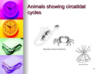 Biological Clocks, Slideshow about biological clocks for biology class ...