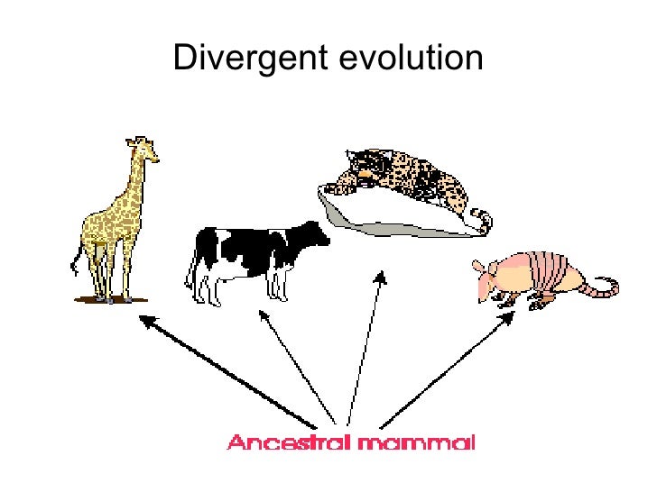Convergent Evolution Vs Divergent Evolution