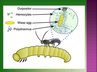 Biological control of pest | PPTX