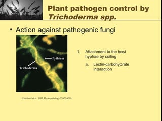 Biological-control-of-plant-pathogens.ppt