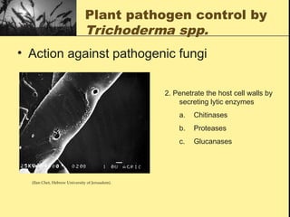 Biological-control-of-plant-pathogens.ppt