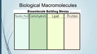 Biological-Macromolecules-for-Stem11.pptx