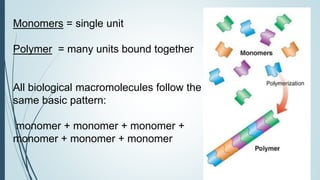 Biological-Macromolecules-for-Stem11.pptx