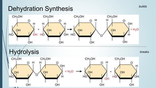 Biological-Macromolecules-for-Stem11.pptx