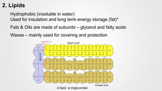 Biological-Macromolecules-for-Stem11.pptx