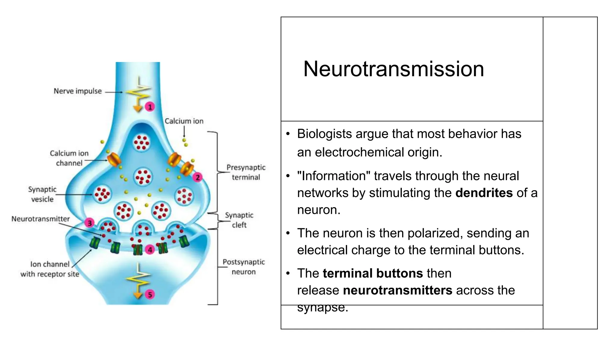 Biological Psychology - Neurotransmission.pptx