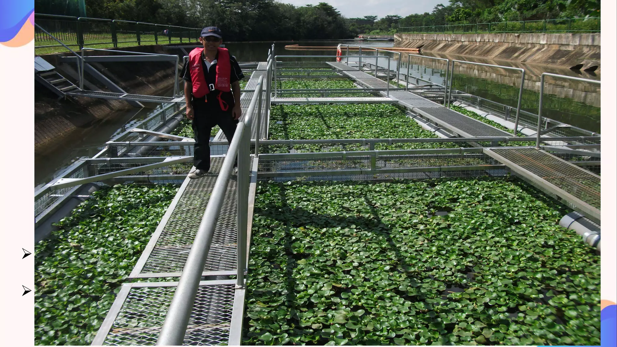 Biological and chemical methods for recovery of nutrients from liquid ...