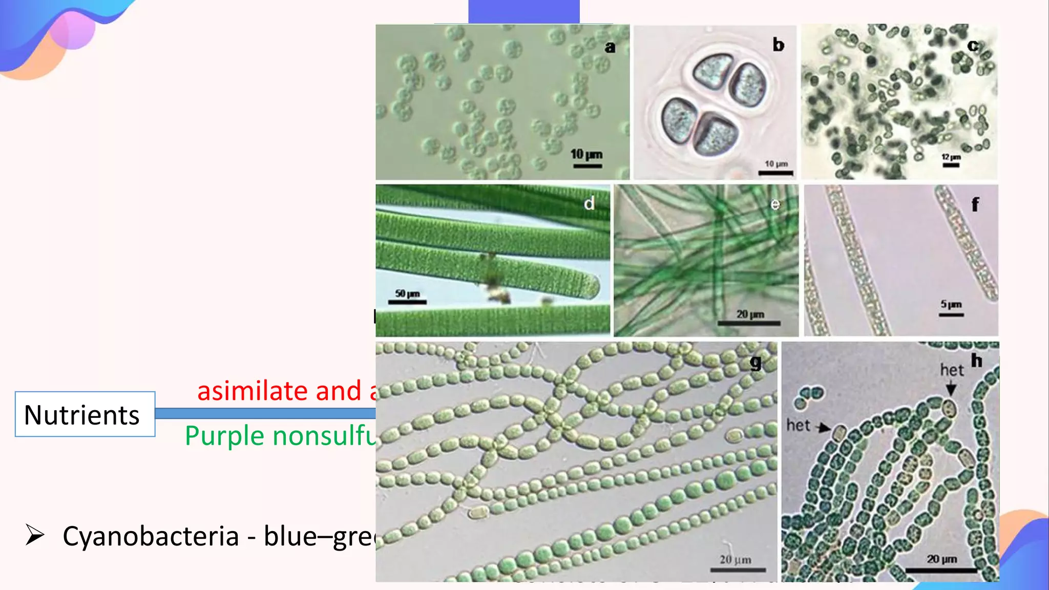 Biological and chemical methods for recovery of nutrients from liquid ...