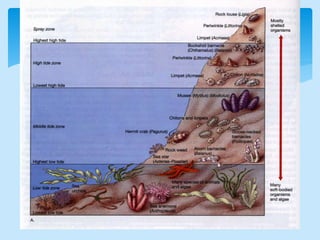 Biological and chemical oceanography | PPTX
