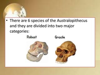 Biological and Cultural Evolution from Australophitecus to Homosapiens.pptx